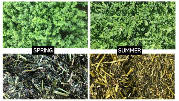 Why does my Fiber Protect change in appearance during a year? | News ...