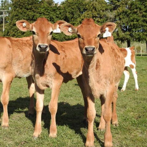 Fiber Fresh Horse Feeds